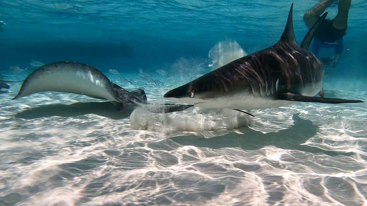 Overfishing Has Halved Shark and Ray Populations Since 1970 – Azat TV