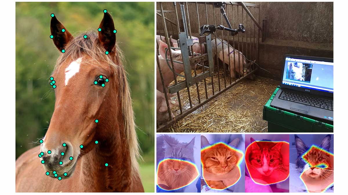 Artificial Intelligence: The Animal Face Reader – Azat TV