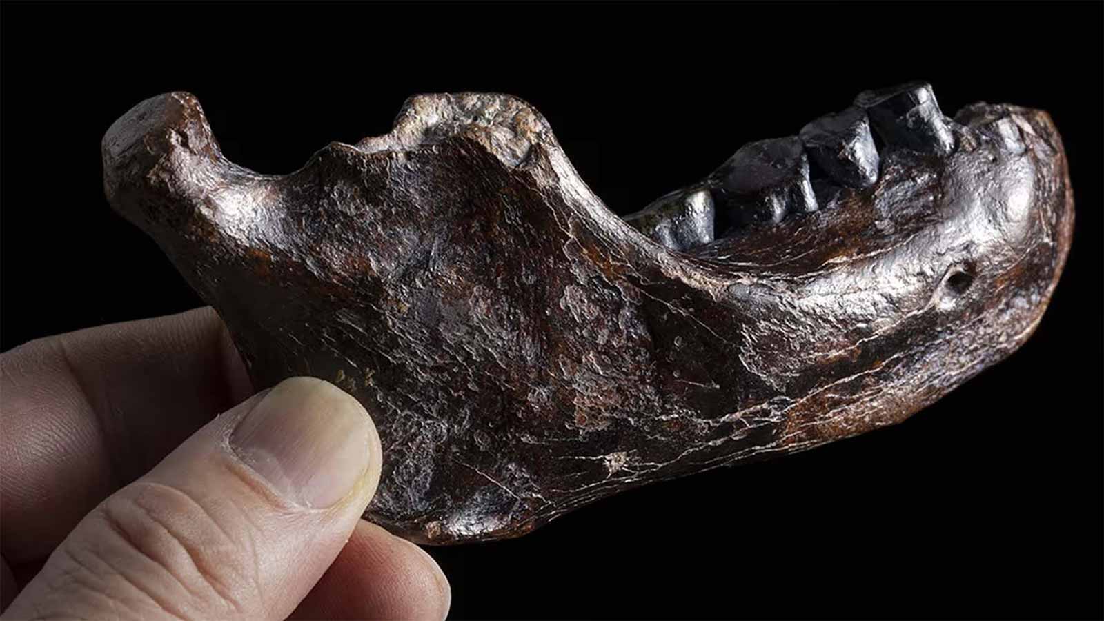 Denisovan Jawbone Discovery Sheds Light on Ancient Human Migration ...