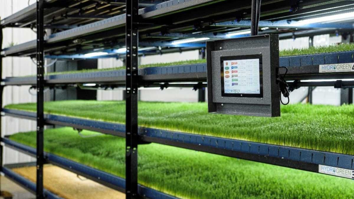 CubicFarms-ի HydroGreen-ը գործարկում է առաջին Feed-as-a-Service (FaaS ...